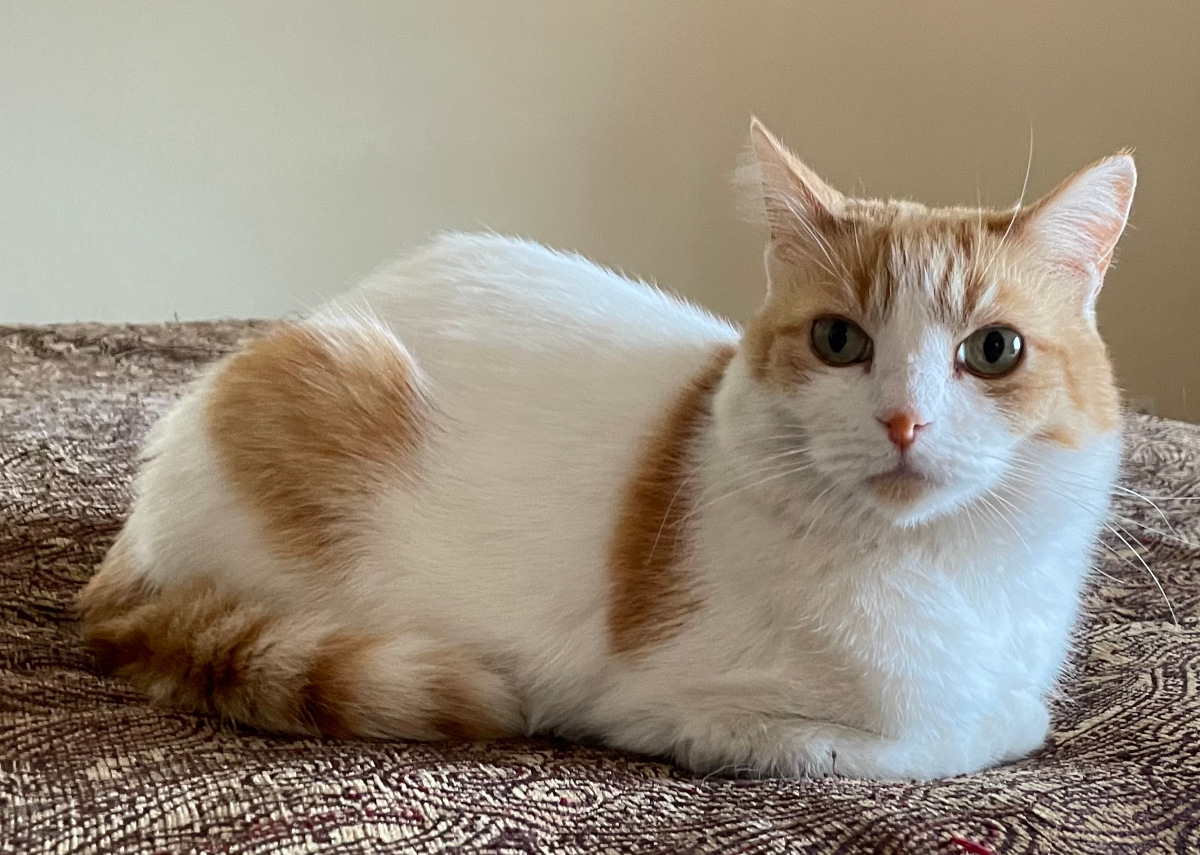 Did someone say “doodlepop”?